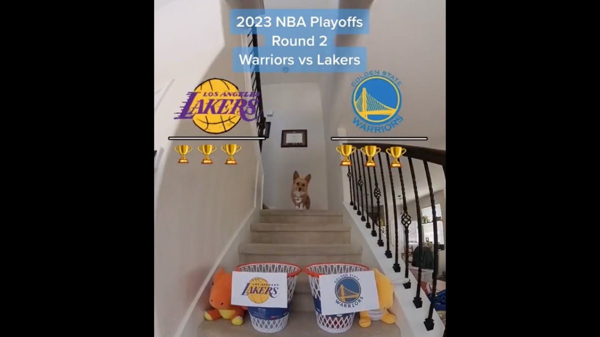 Dog’s viral Warriors-Lakers NBA playoff prediction giving Dub Nation ...