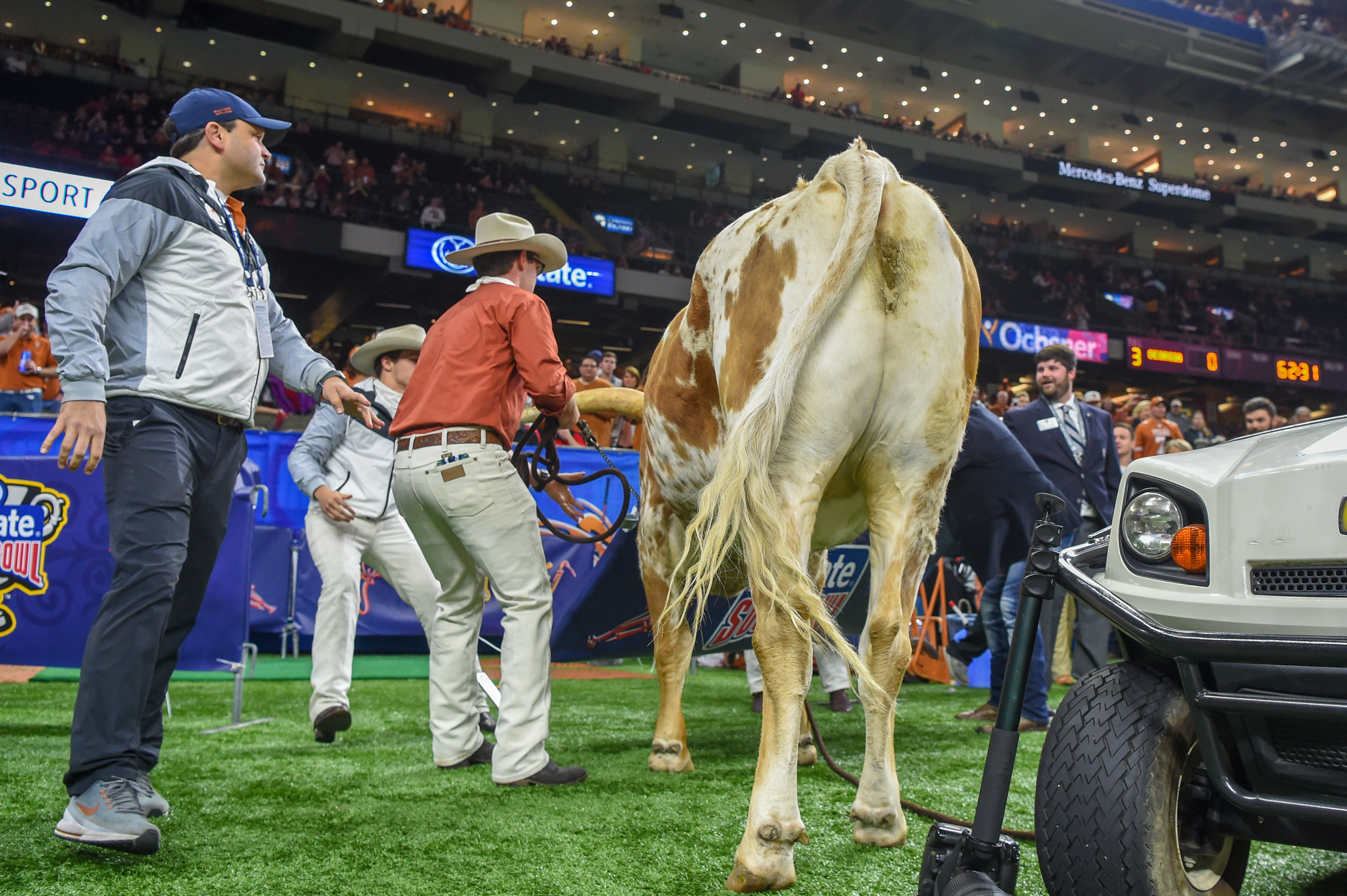 Live animals as college football mascots — beloved or outdated? – NBC ...